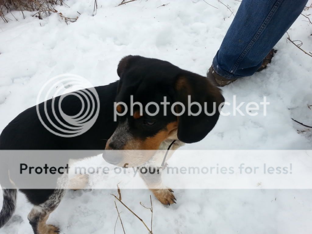 UKC Forums - feist pup I wanted trade for a beagle pup. first squirrel. (video)